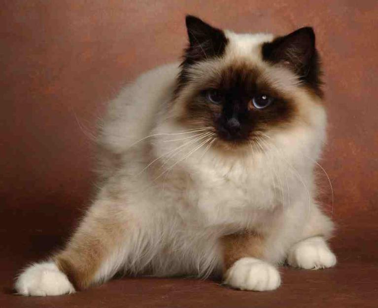 Le Sacré de Birmanie en Bretagne à Arradon